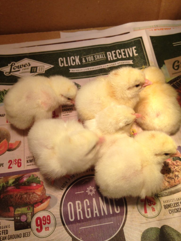 Hatching Chicks in Caldwell County Classrooms! | N.C. Cooperative Extension